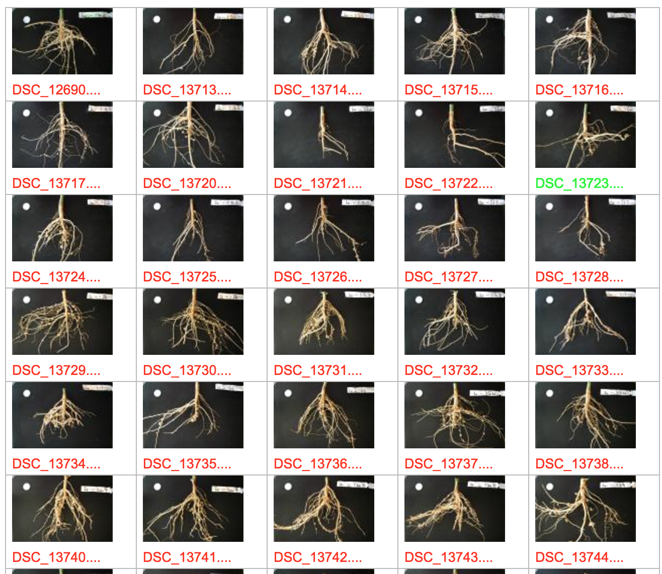 Quantitative Plant | Root Cowpea Diversity panel